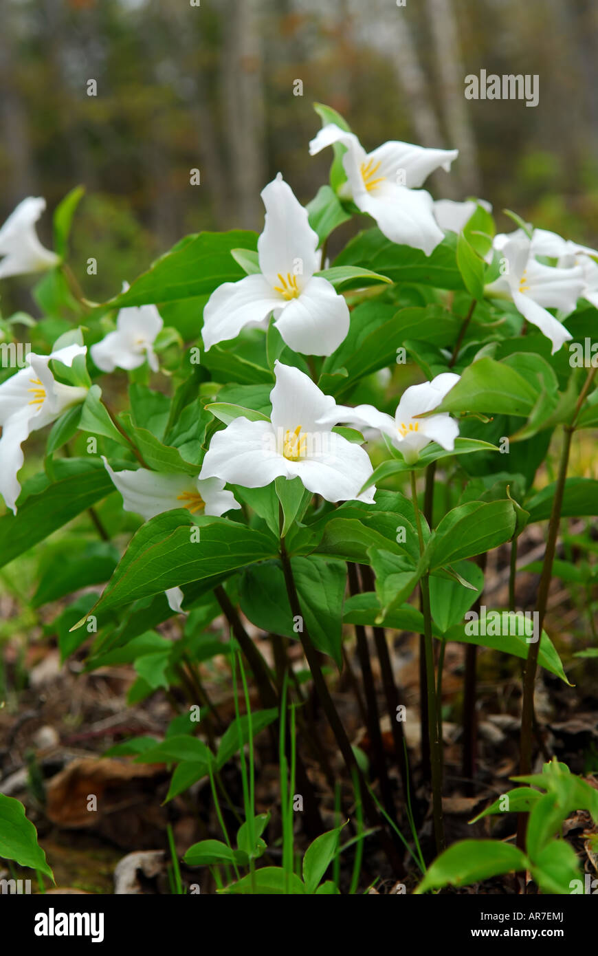 Trillium hi-res stock photography and images - Alamy