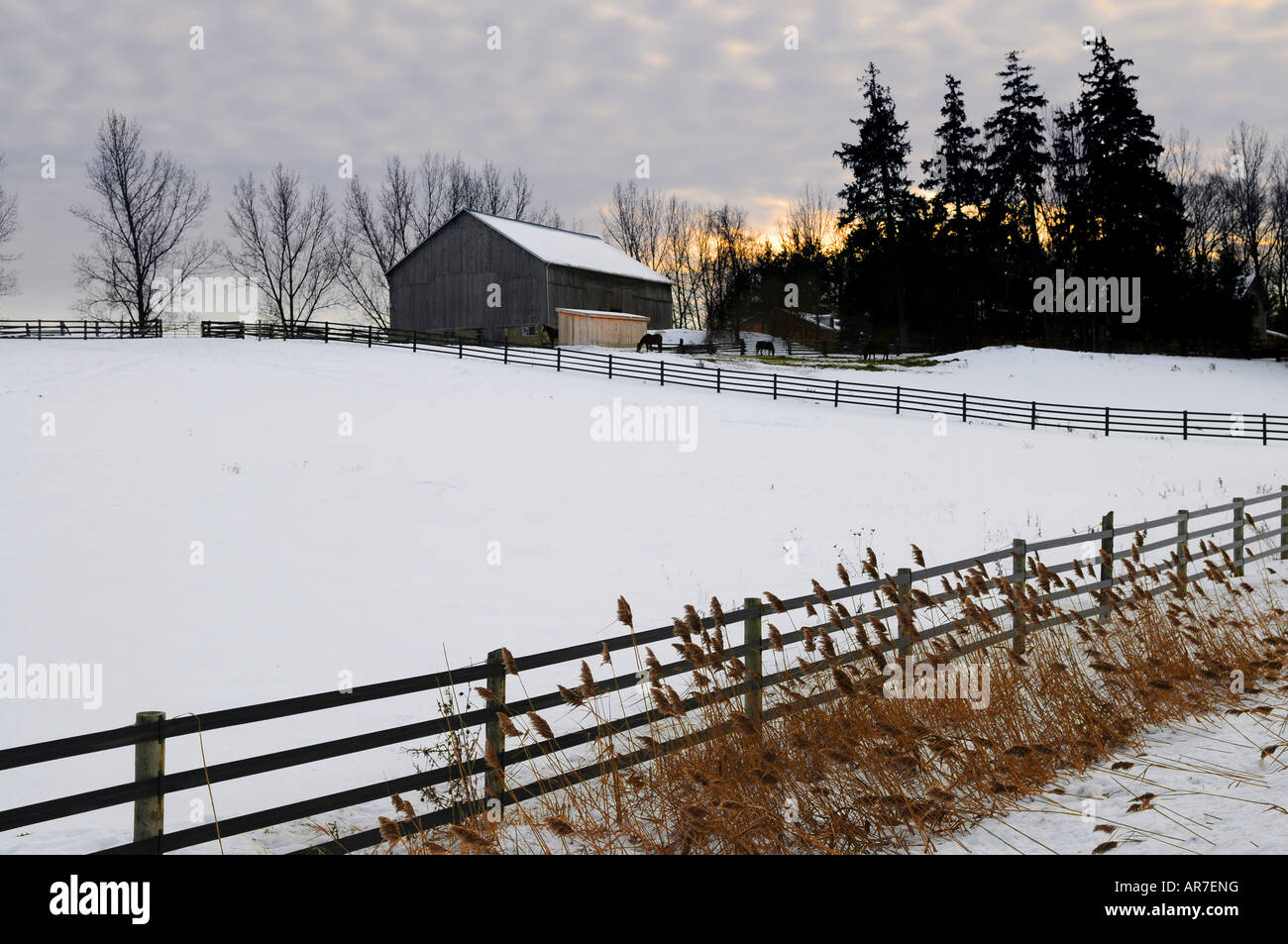 Farm with a barn and horses in winter at sunset Stock Photo - Alamy