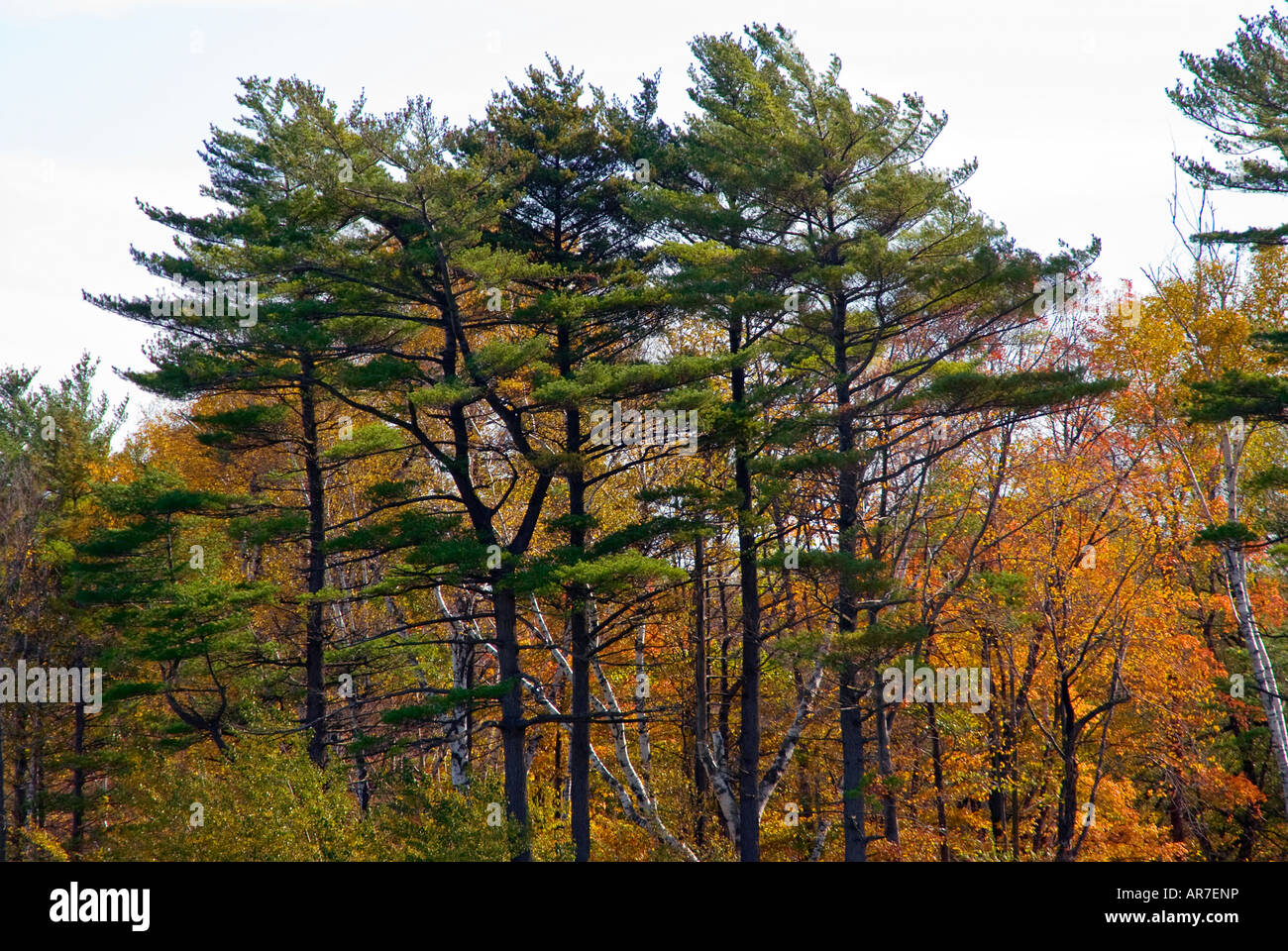 Pine and Birch Trees Stock Photo - Alamy