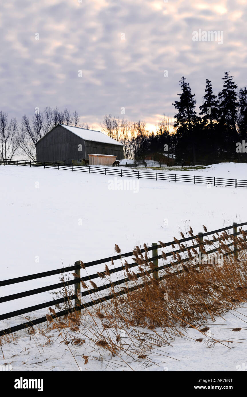 Farm with a barn and horses in winter at sunset Stock Photo - Alamy