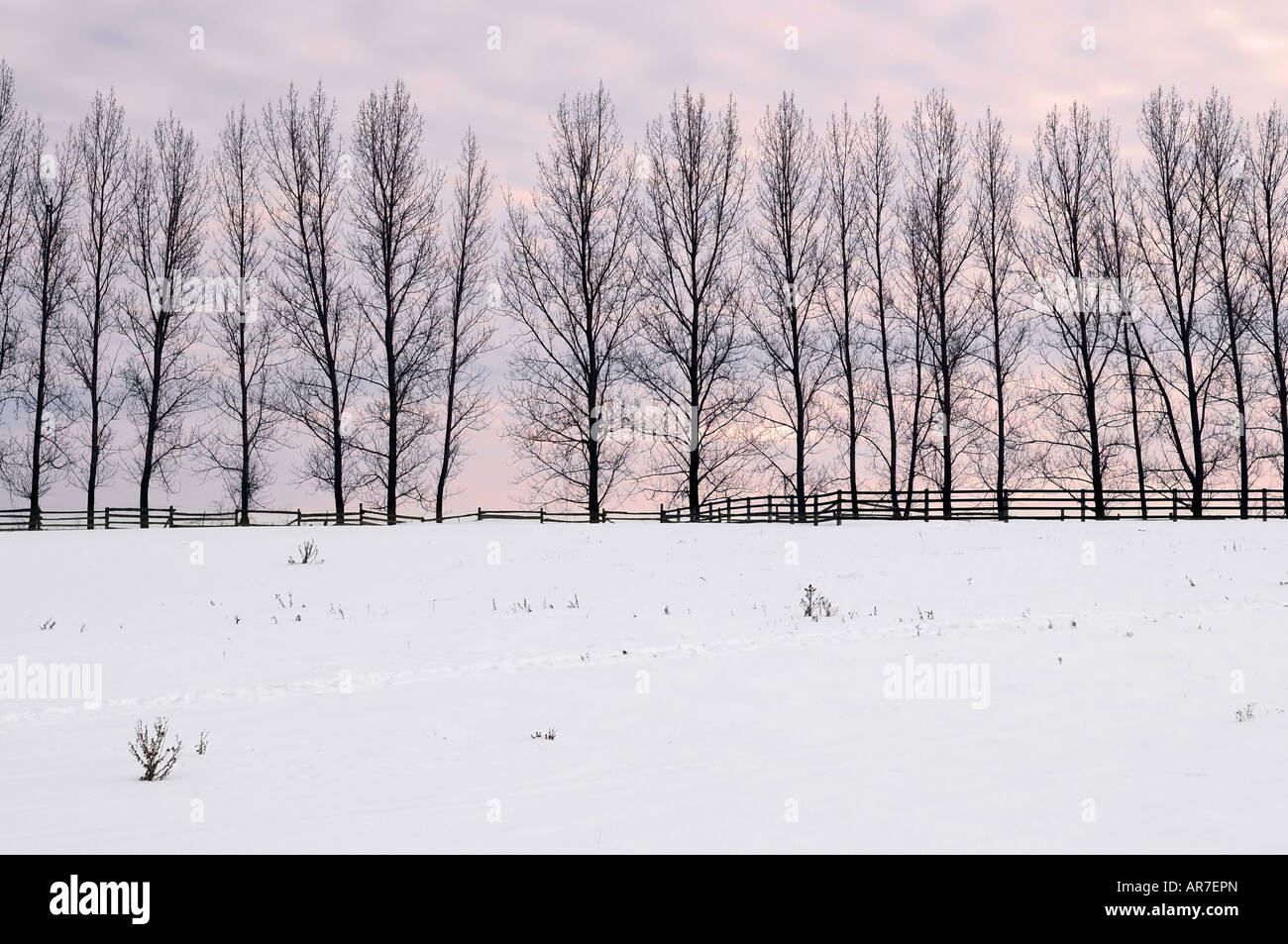 Winter landscape with a row of tall trees at sunset Stock Photo - Alamy