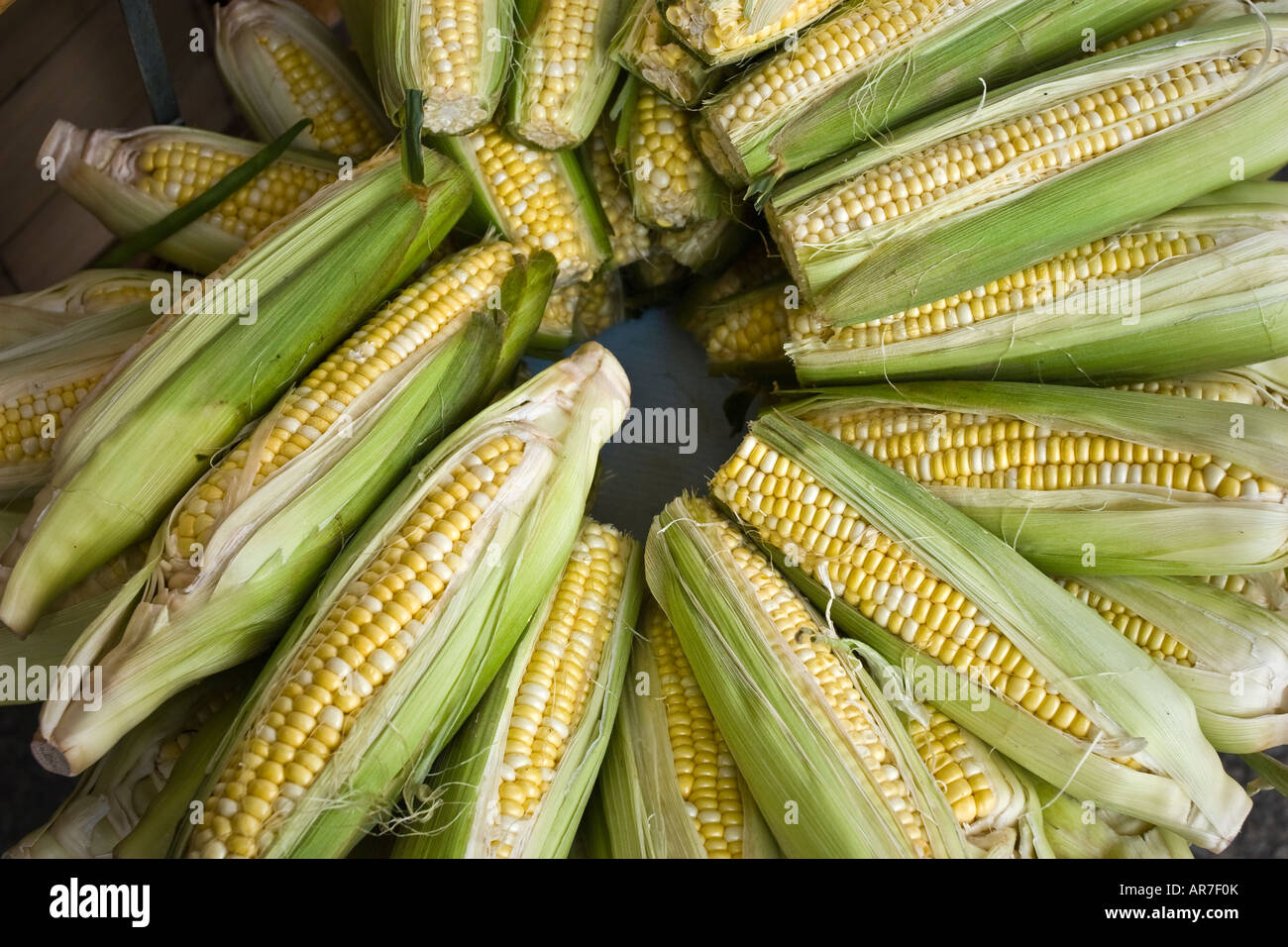 Botany poaceae corn zea mays hi-res stock photography and images - Alamy