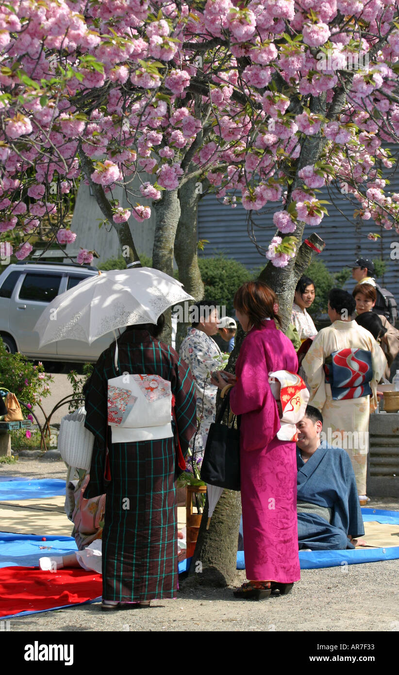 Japanese women wearing traditional Kimono under spring cherry blossoms ...