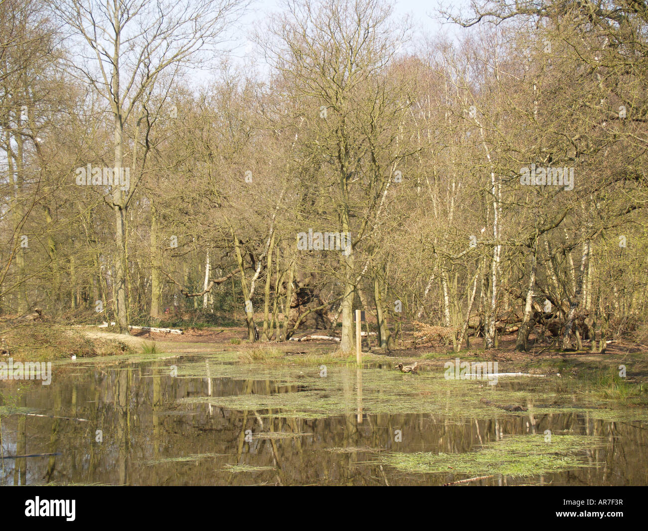 ancient tree winter trunks woodland epping forest Stock Photo - Alamy