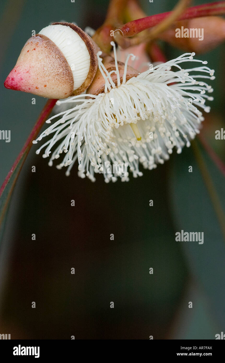 close up of Eucalyptus Gum nut flower Stock Photo - Alamy