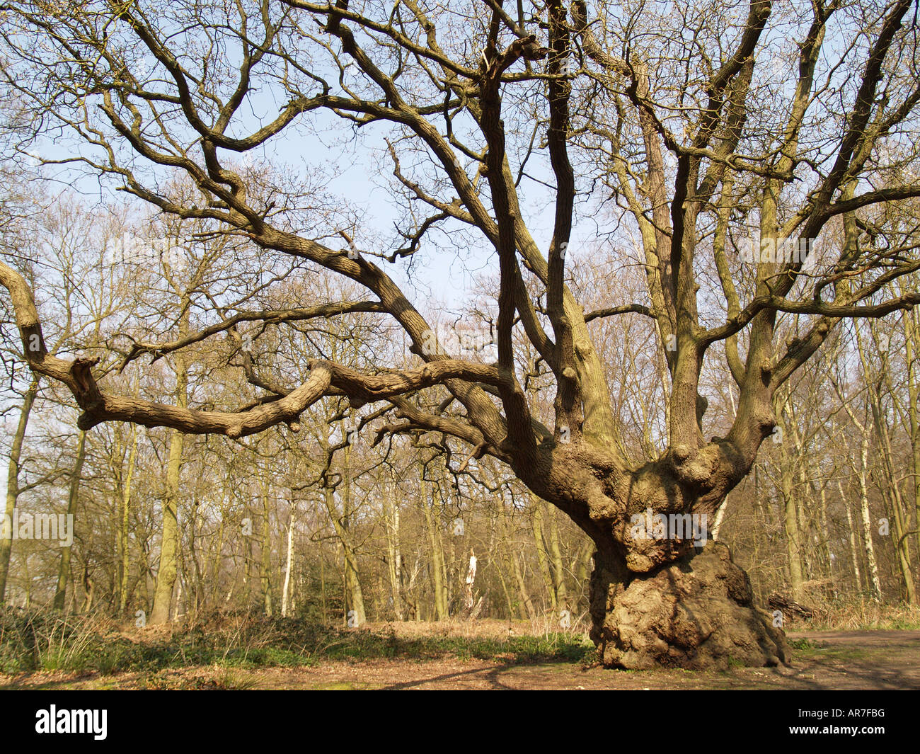 ancient tree winter trunks woodland epping forest Stock Photo - Alamy