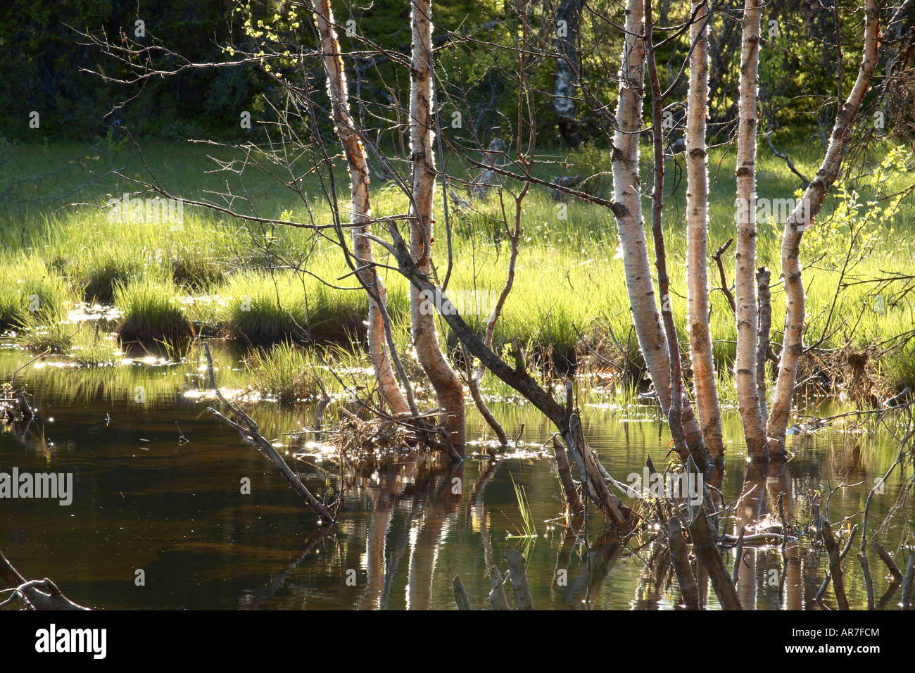 Birch trees with their roots submerged in a beaver pond Stock Photo - Alamy