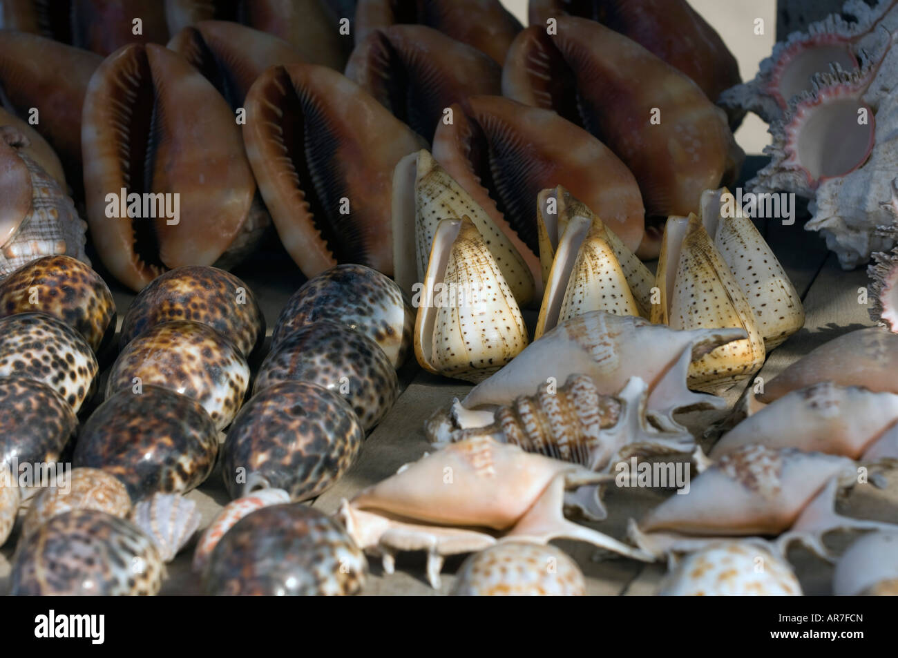 Shells, Morondava, Madagascar Stock Photo - Alamy