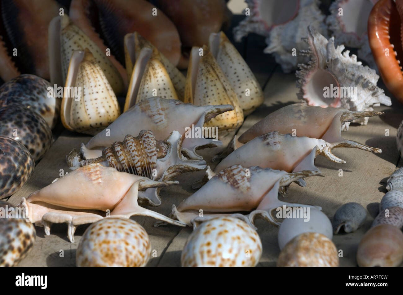 Shells, Morondava, Madagascar Stock Photo - Alamy