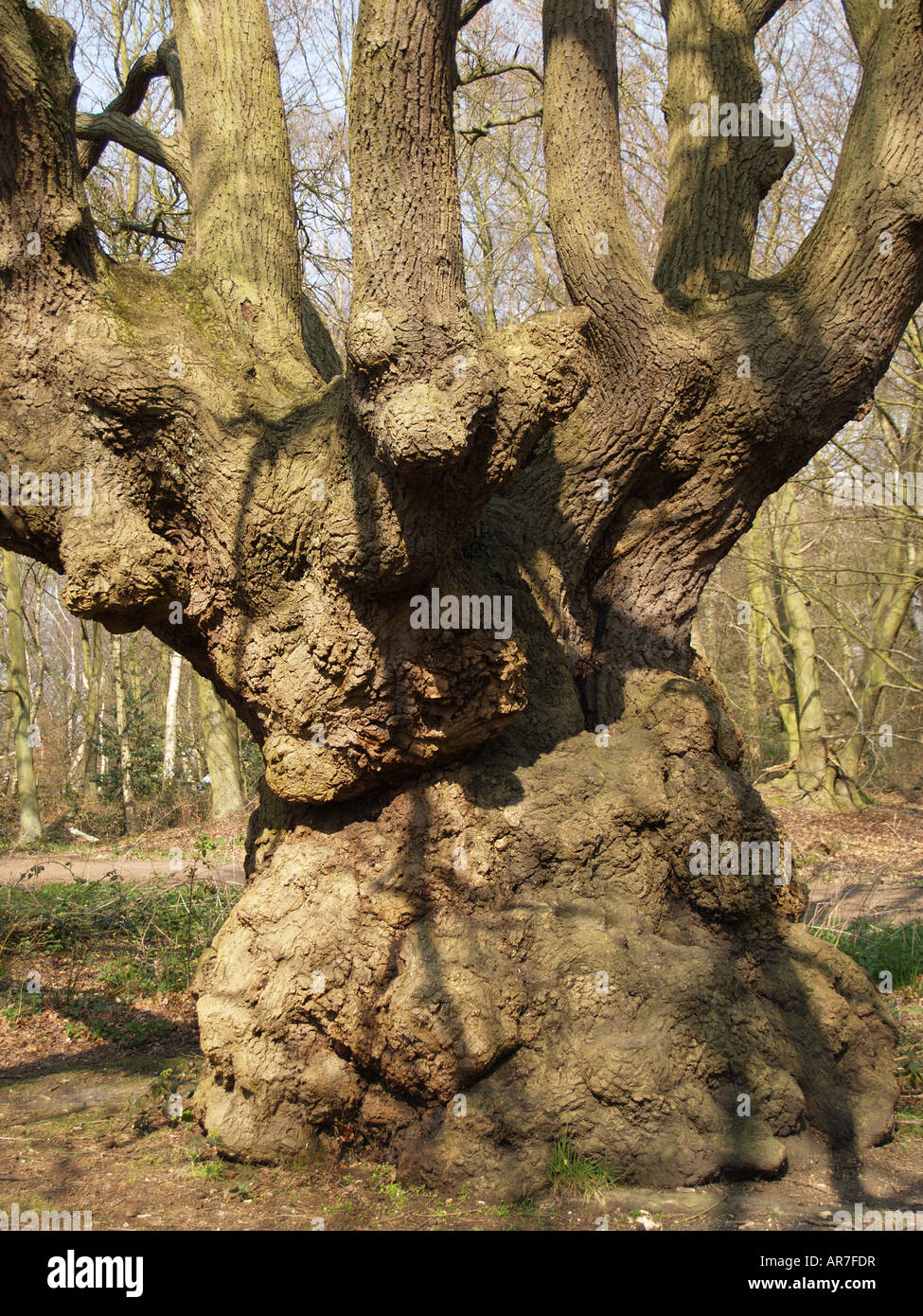ancient tree winter trunks woodland epping forest Stock Photo - Alamy