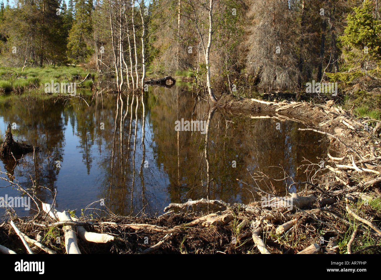 Beaver dam and pond Stock Photo - Alamy