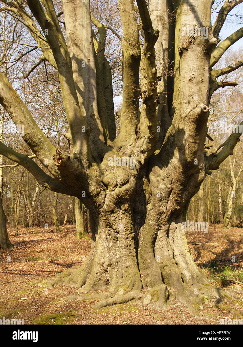 ancient tree winter trunks woodland epping forest Stock Photo - Alamy