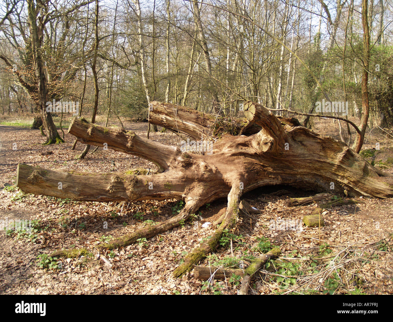 ancient tree winter trunks woodland epping forest Stock Photo - Alamy
