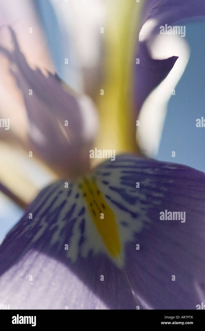 Australian native iris hi-res stock photography and images - Alamy