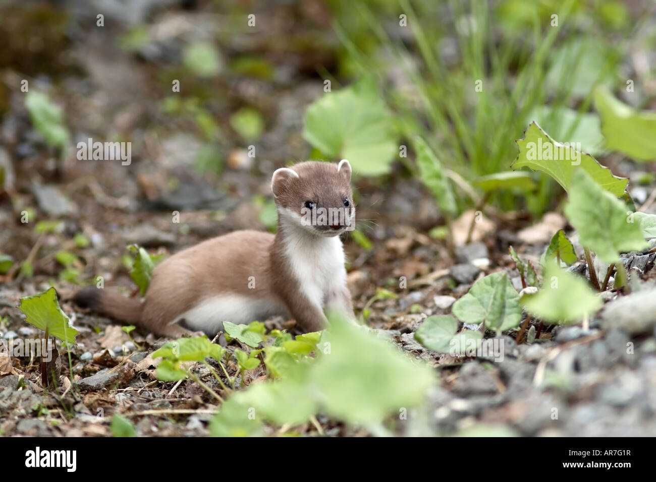 Young stoat Mustela erminea Stock Photo - Alamy