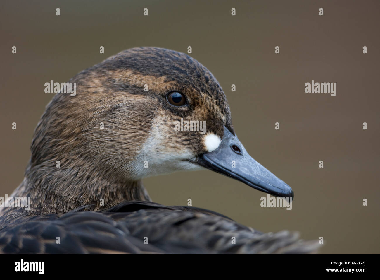 Baikal Teal Anas formosa Stock Photo - Alamy