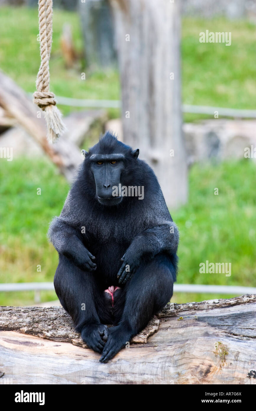 Monkey in a zoo Stock Photo - Alamy