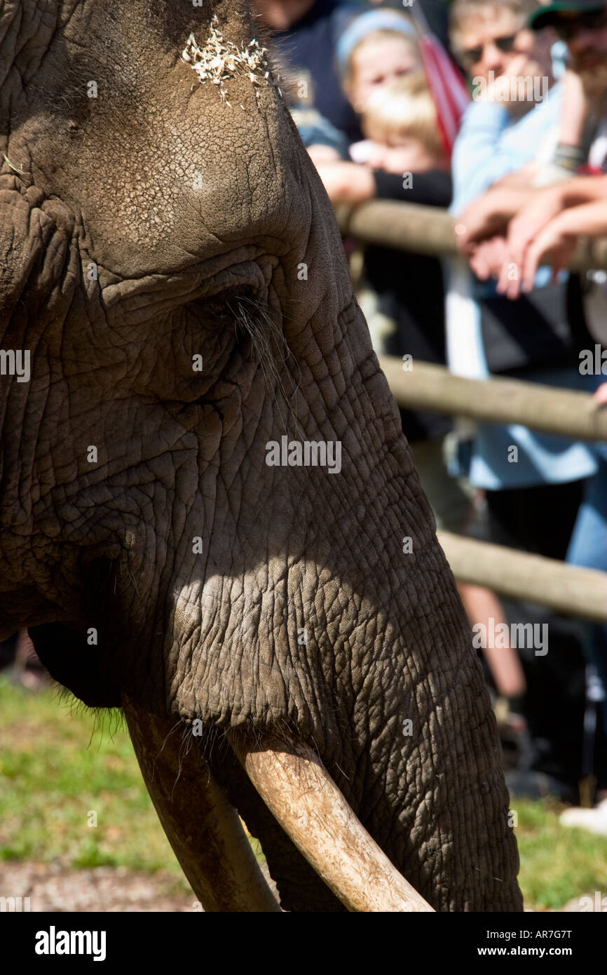 Boras zoo hi-res stock photography and images - Alamy