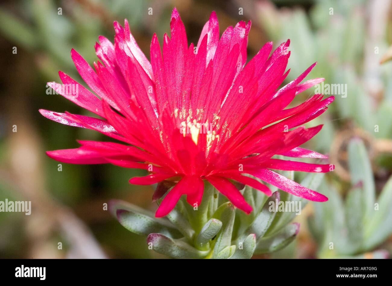 Bright red lampranthus hi-res stock photography and images - Alamy