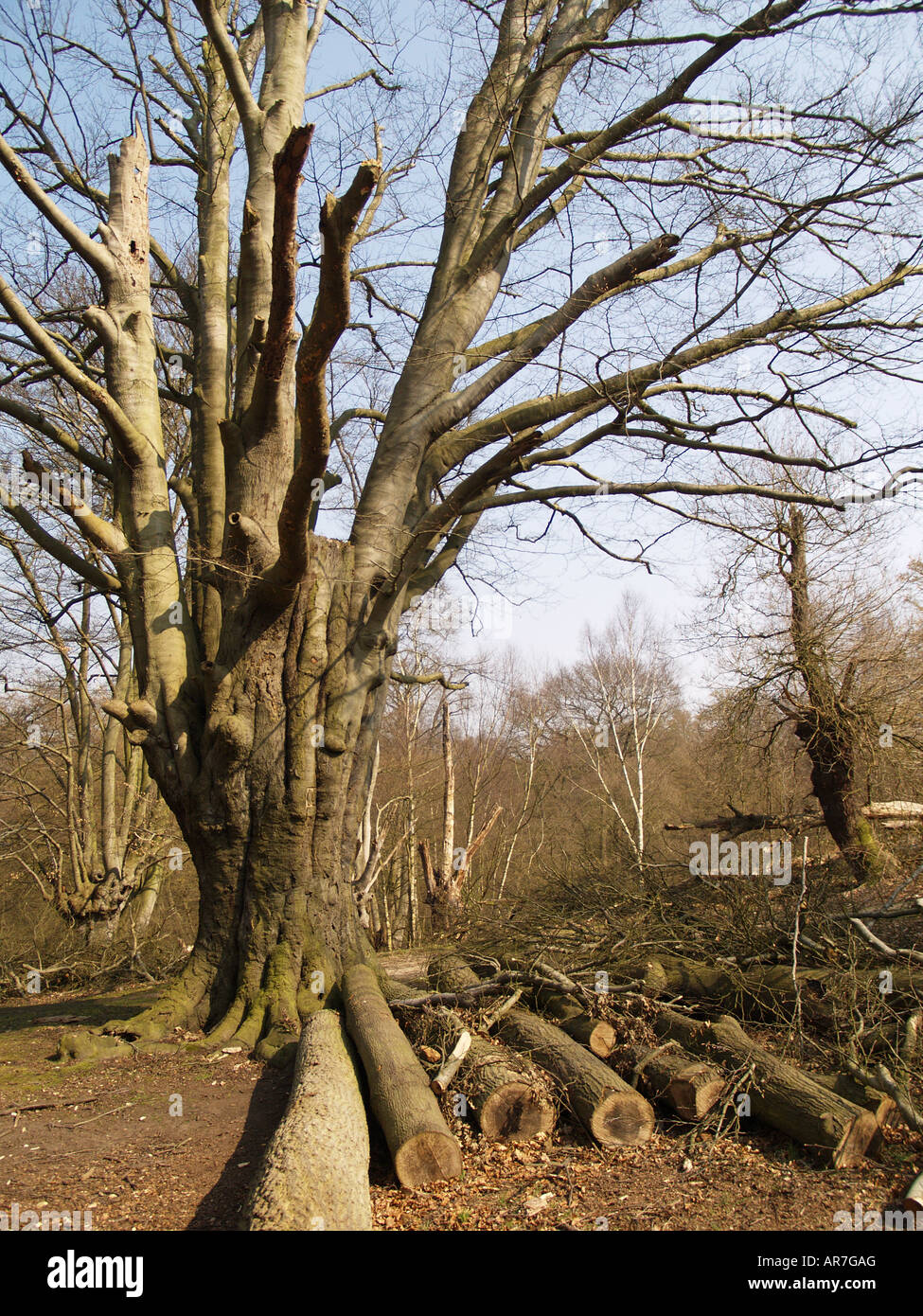 ancient tree winter trunks woodland epping forest Stock Photo - Alamy