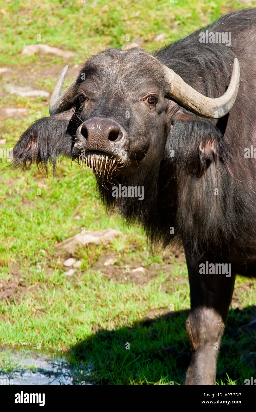 Afrikansk buffel hi-res stock photography and images - Alamy