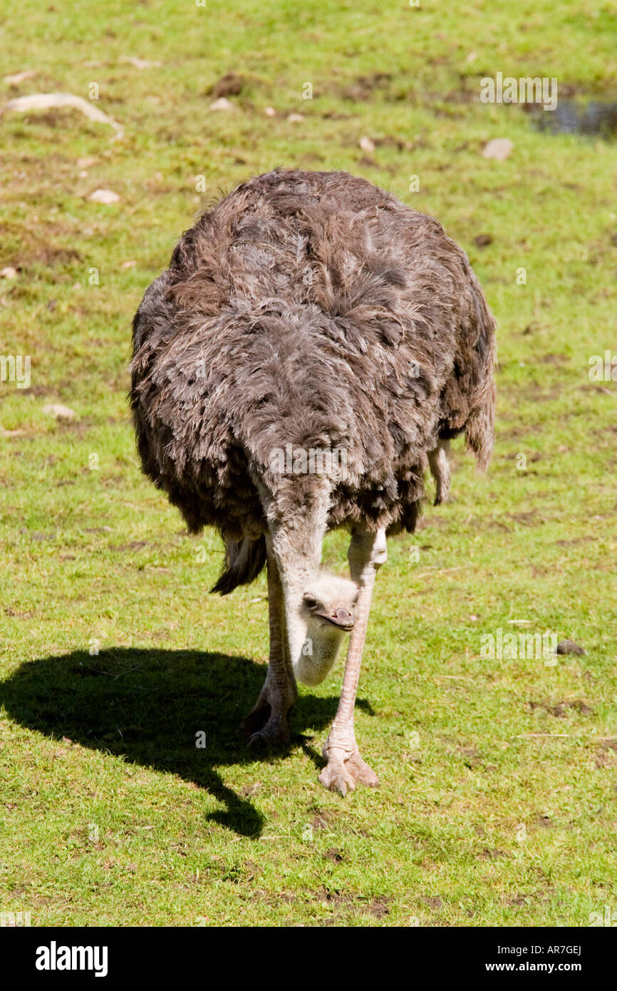 Ostrich in a zoo Stock Photo - Alamy