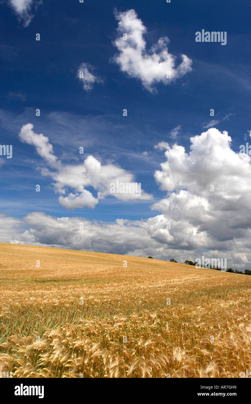Field crop barley agriculture norfolk ripe hi-res stock photography and ...