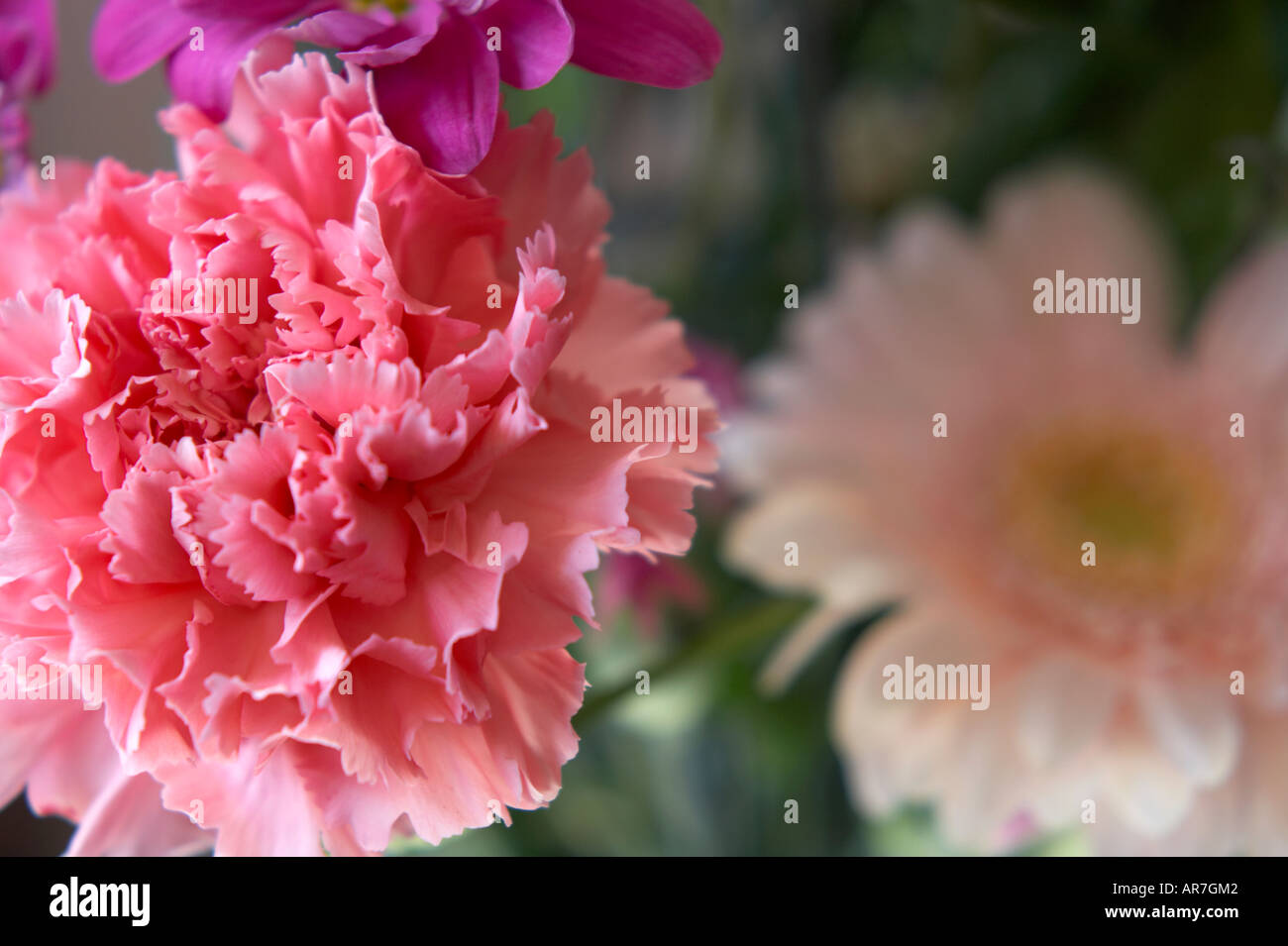 Carnation dianthus caryophyllus hi-res stock photography and images - Alamy