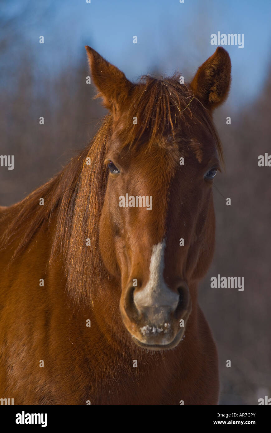 Portrait of a brown horse Stock Photo - Alamy