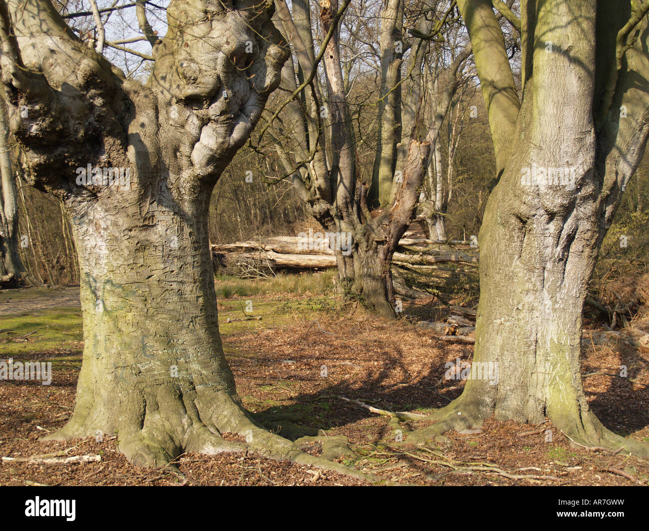 ancient tree winter trunks woodland epping forest Stock Photo - Alamy