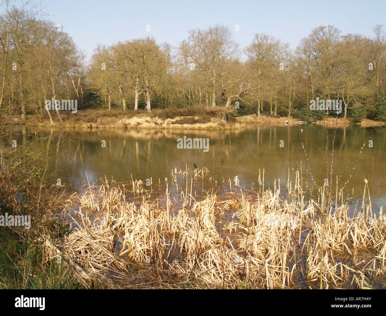 ancient trees winter lake woodland epping forest Stock Photo - Alamy