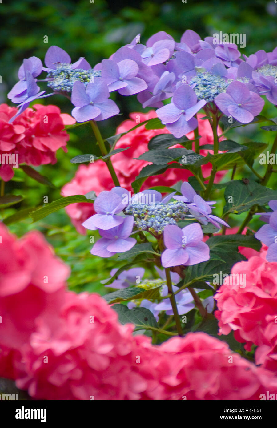 Bigleaf Hydrangea Macrophylla in garden Stock Photo - Alamy