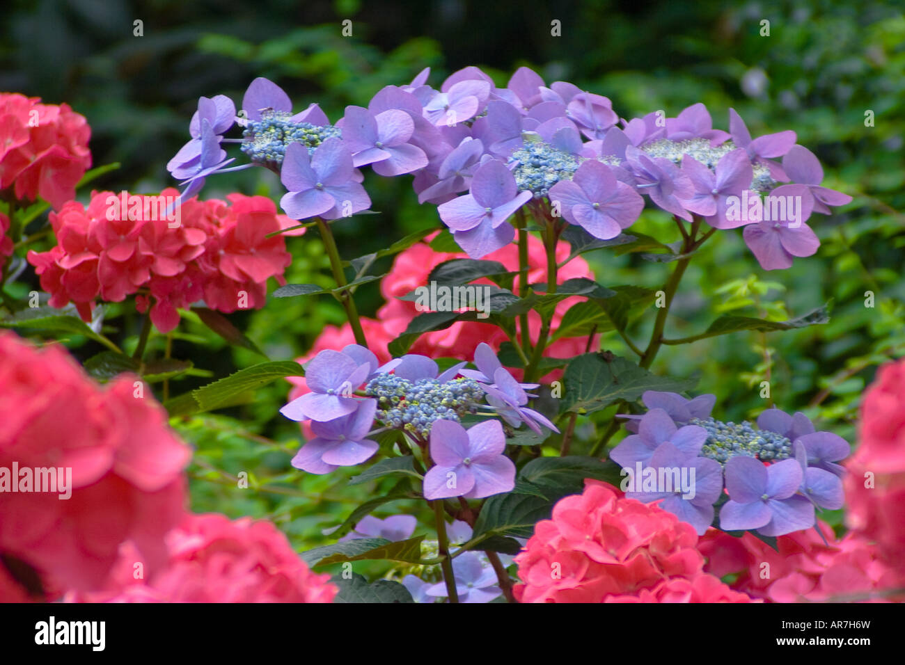 Bigleaf Hydrangea Macrophylla in garden Stock Photo - Alamy