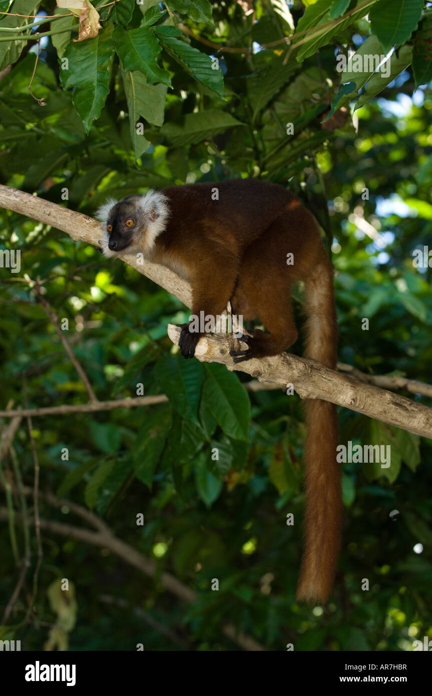 female Black lemur, Eulemur macaco macaco, Nosy Komba, Madagascar Stock ...