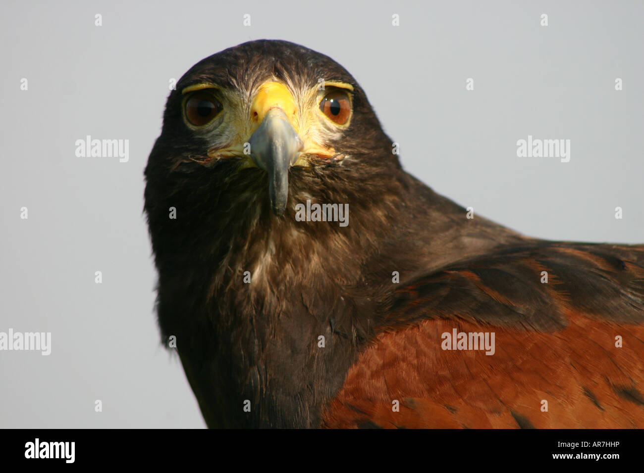 Hawk looking hi-res stock photography and images - Alamy
