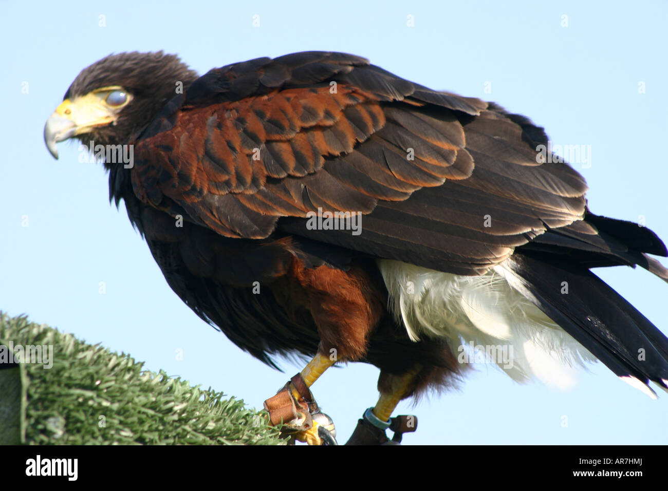 Brown hawk hi-res stock photography and images - Alamy