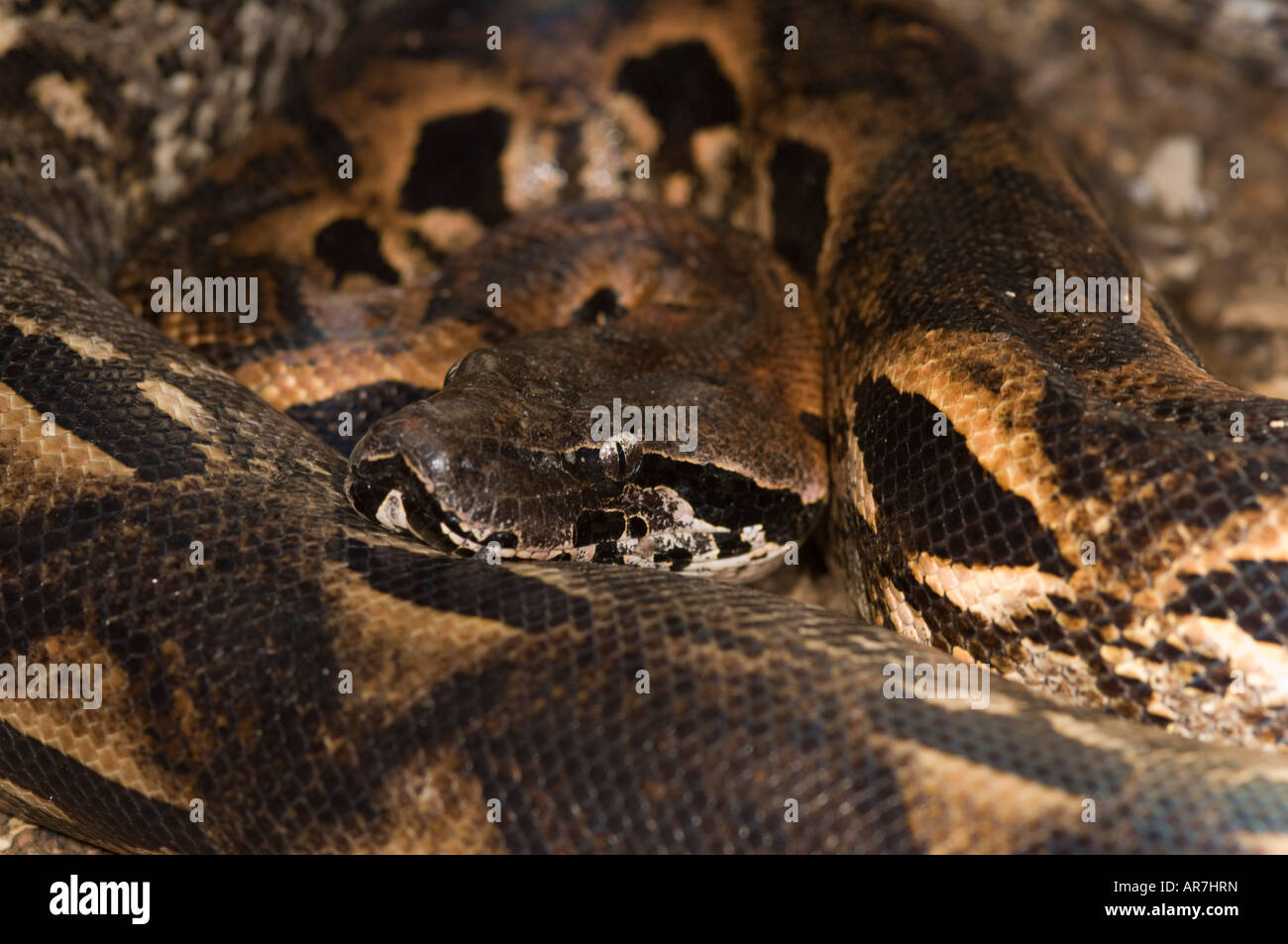 Ground boa, Acrantophis madagascariensis, Nosy komba, Madagascar Stock ...