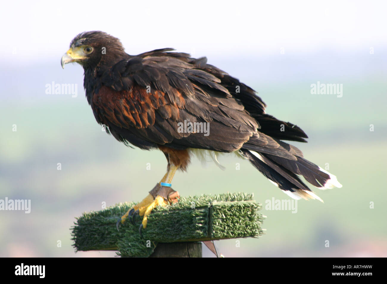 Ruffled looking bird hi-res stock photography and images - Alamy