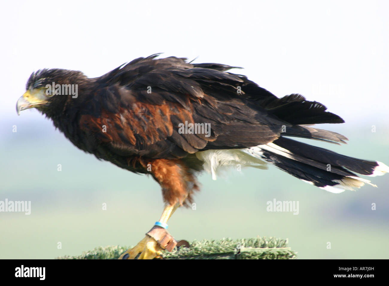 Ruffled head hi-res stock photography and images - Alamy