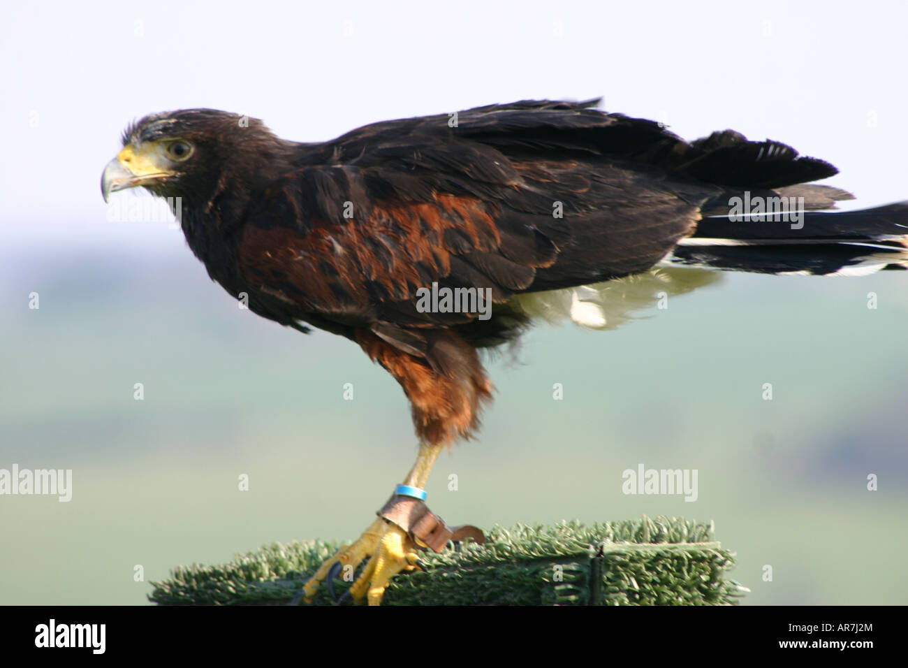 American harris hawk falconry perch hi-res stock photography and images ...