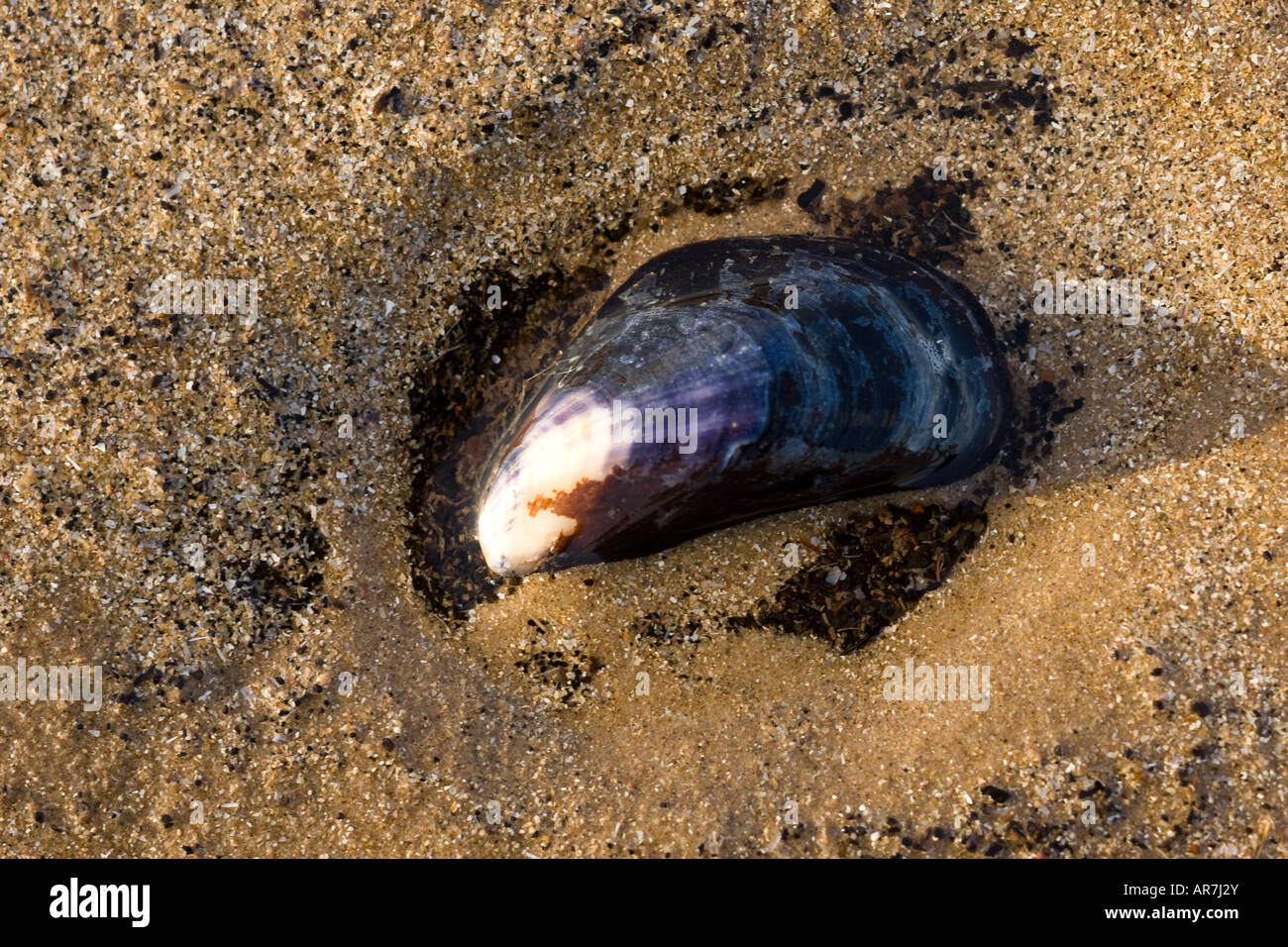 Common Mussel Mytilus edulis in sand Stock Photo - Alamy