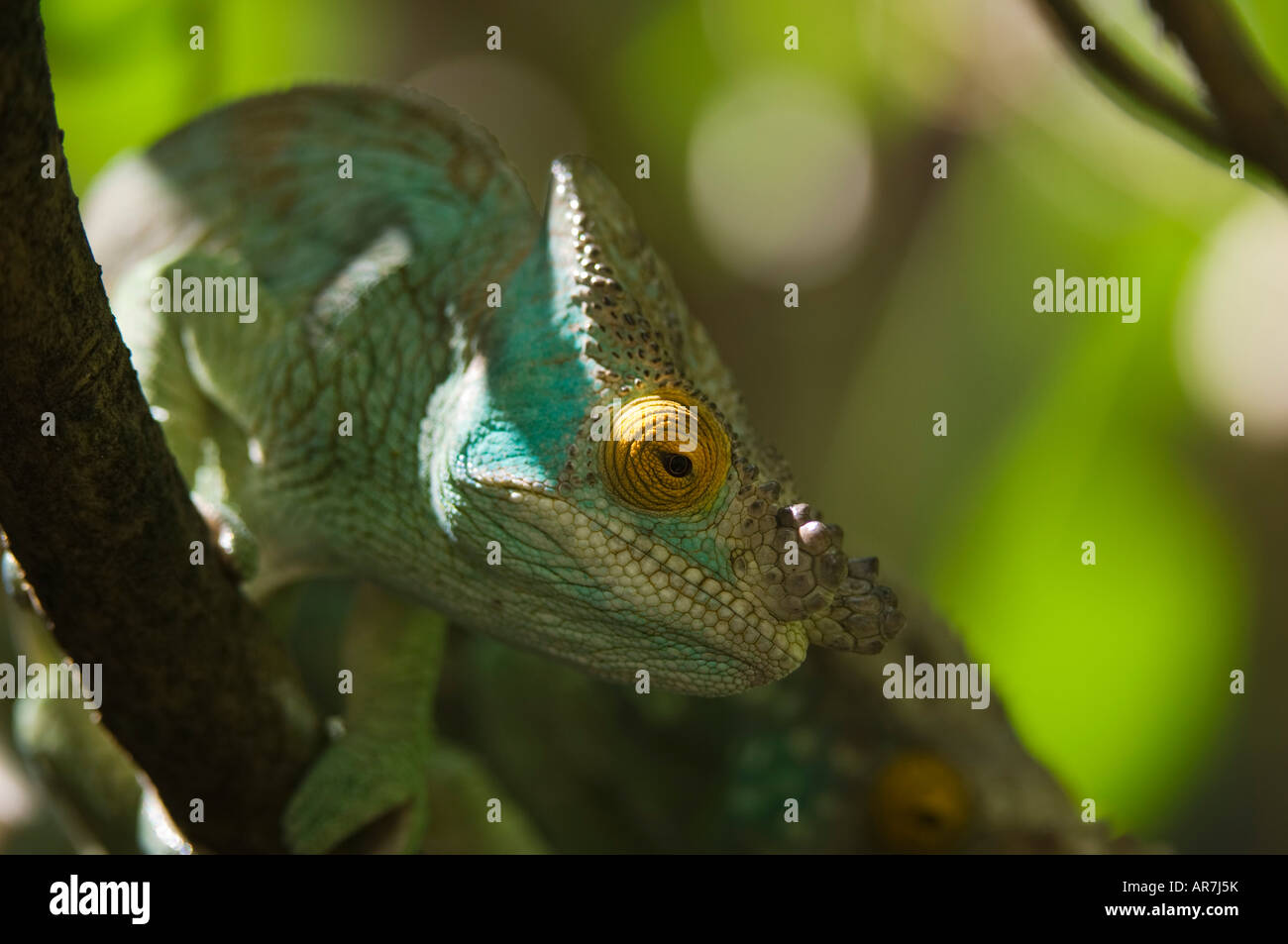 male Parson's chameleon, Calumma parsonii, Pereyras Nature Farm ...