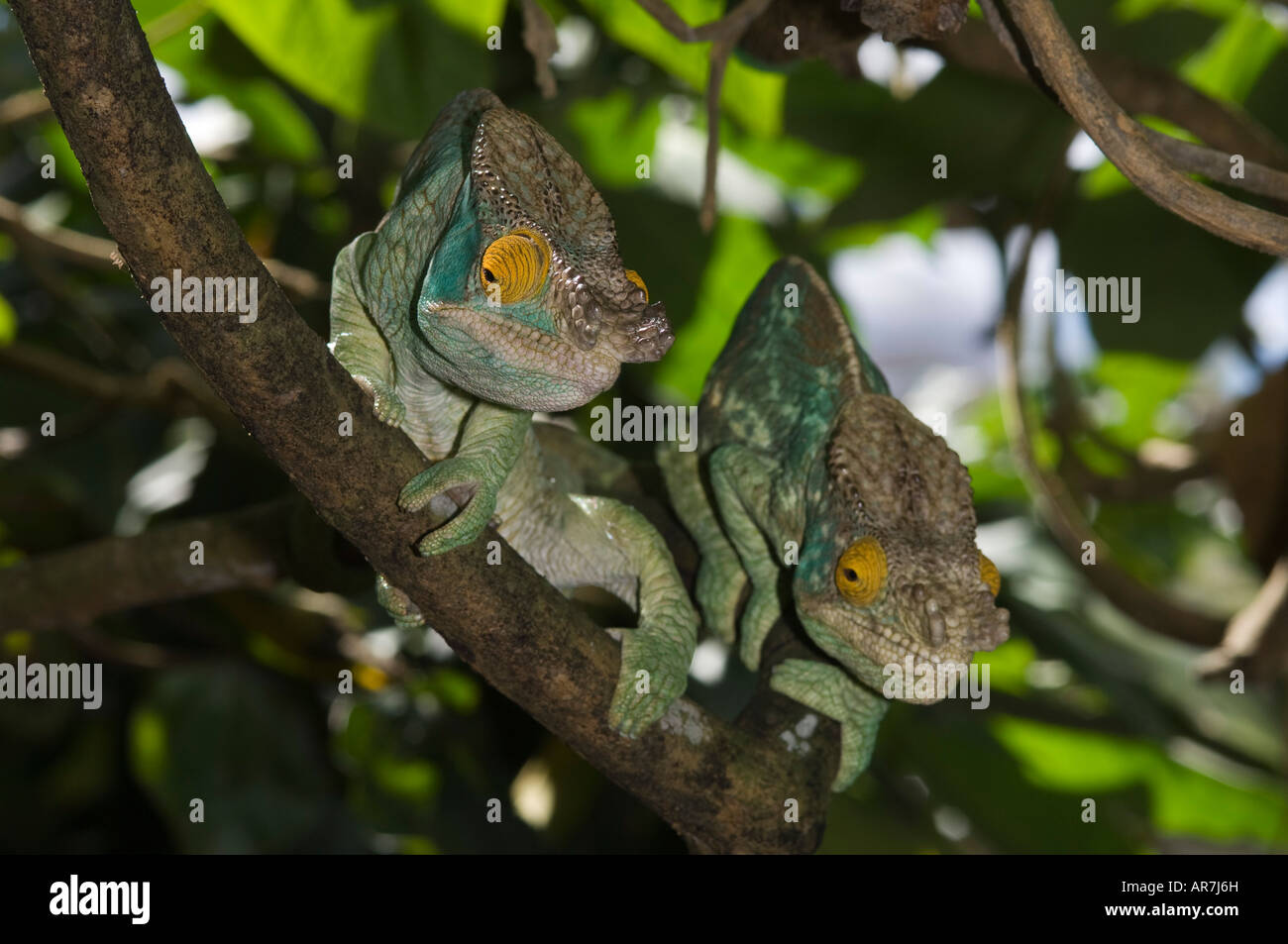 male Parson's chameleon, Calumma parsonii, Pereyras Nature Farm ...