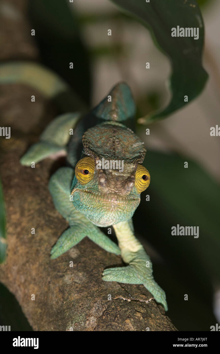 male Parson's chameleon, Calumma parsonii, Pereyras Nature Farm ...