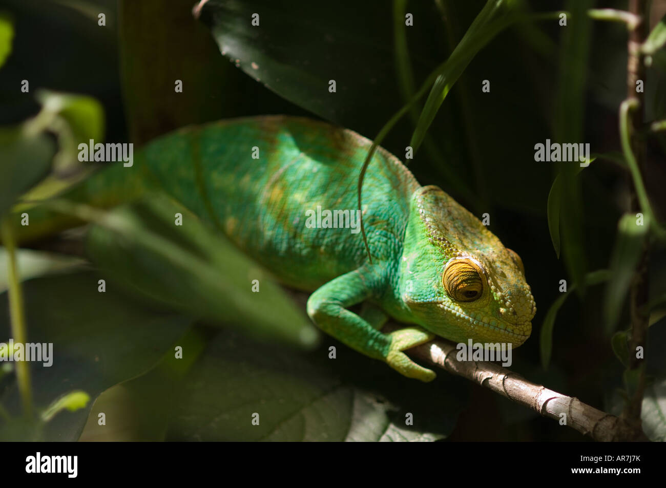 female Parson's chameleon, Calumma parsonii, Pereyras Nature Farm ...