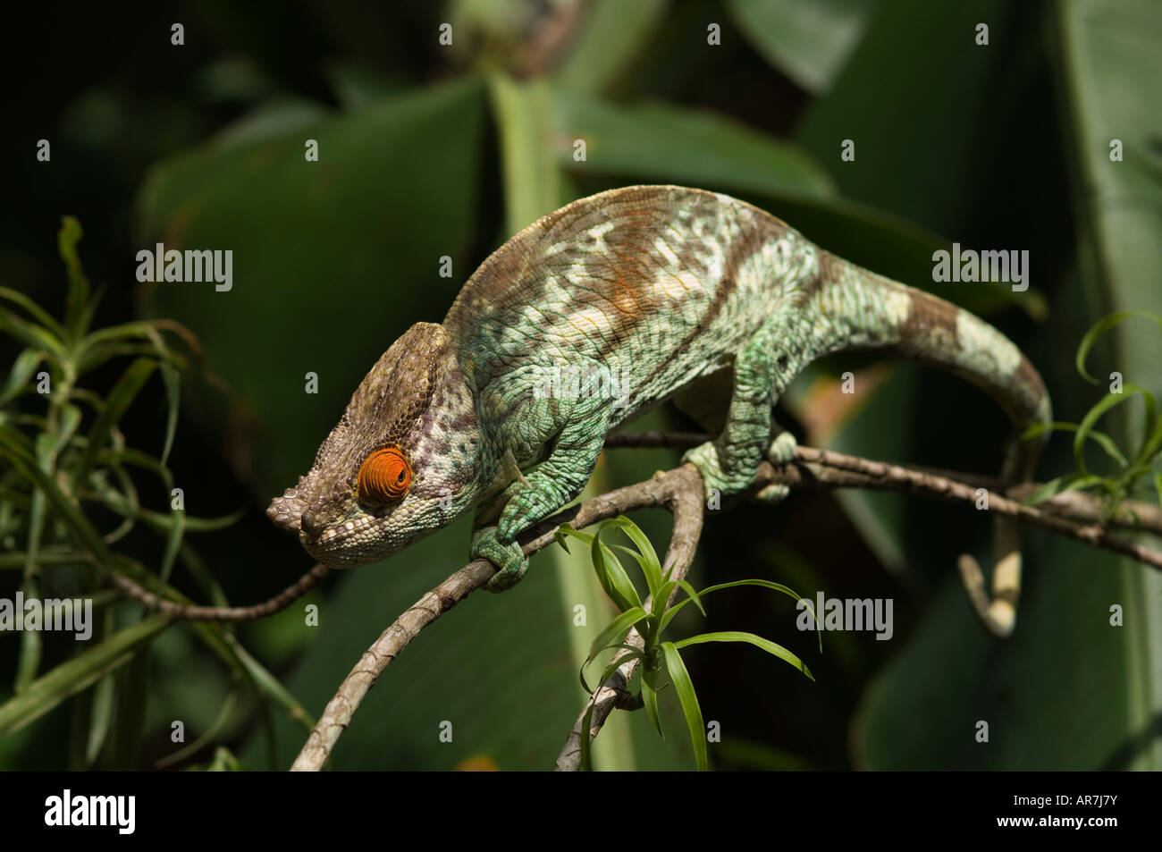 male Parson's chameleon, Calumma parsonii, Pereyras Nature Farm ...