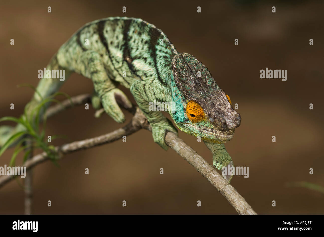 male Parson's chameleon, Calumma parsonii, Pereyras Nature Farm ...