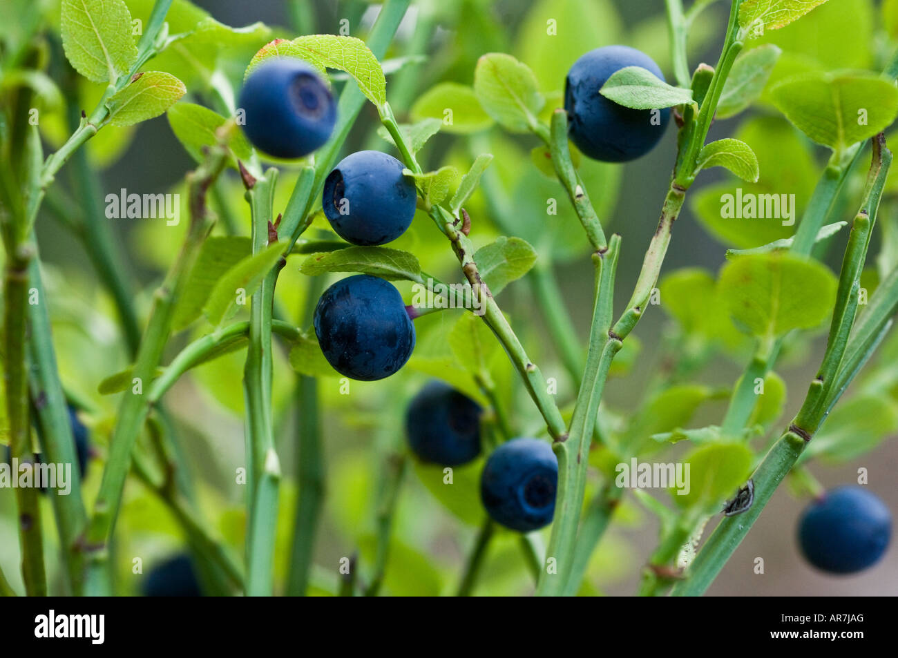 Bilberry European blueberry Vaccinium myrtillus Stock Photo - Alamy