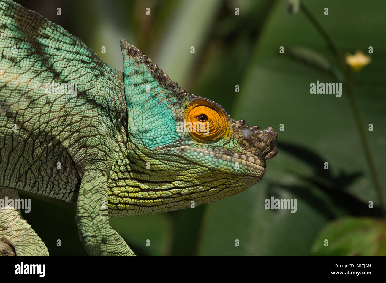 male Parson's chameleon, Calumma parsonii, Pereyras Nature Farm ...