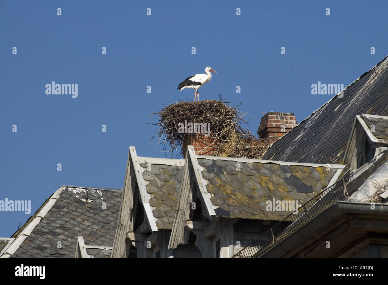 Stork nest alsace france hi-res stock photography and images - Alamy